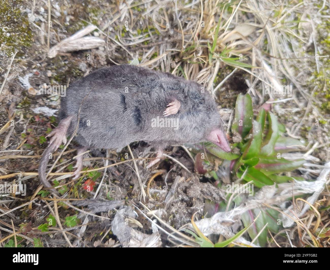 Short-tailed and Small-eared Shrews (Blarinini Stock Photo - Alamy