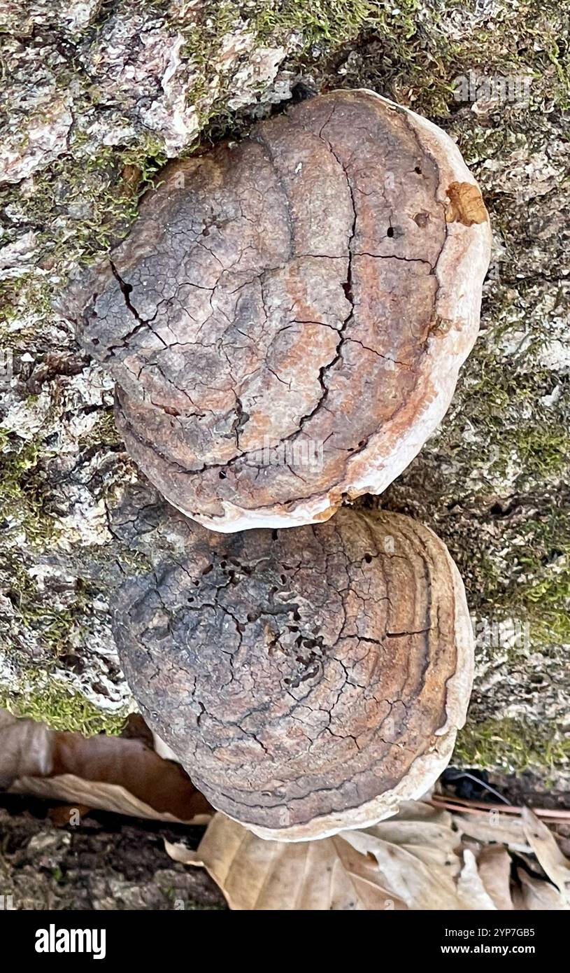 artist's bracket (Ganoderma applanatum Stock Photo - Alamy