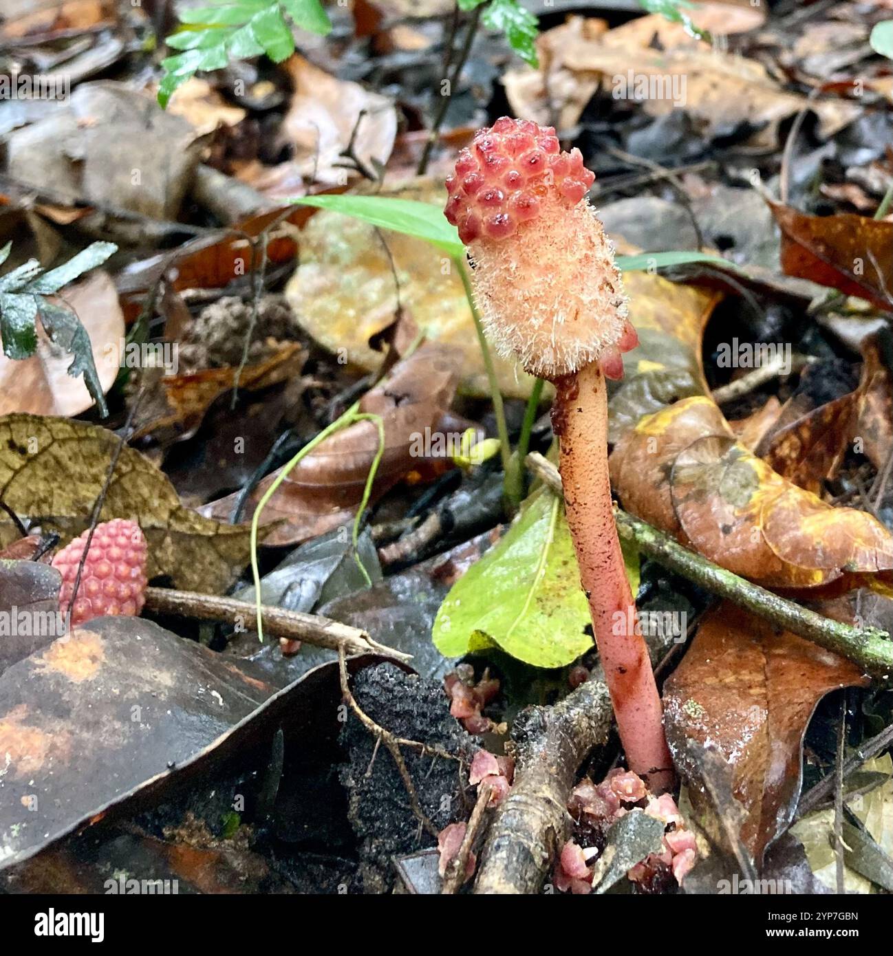 spike-of-dragon (Helosis cayennensis Stock Photo - Alamy