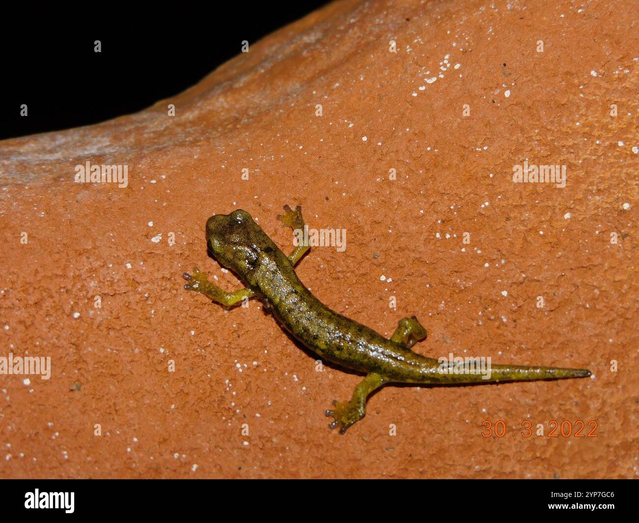 Imperial Cave Salamander (Speleomantes imperialis Stock Photo - Alamy