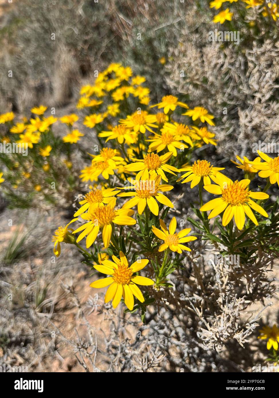 narrowleaf goldenbush (Ericameria linearifolia Stock Photo - Alamy