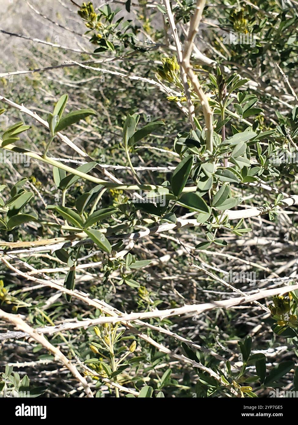 Bladderpod (Cleomella arborea Stock Photo - Alamy