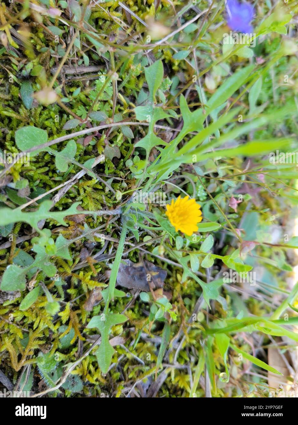 Virginia dwarfdandelion (Krigia virginica Stock Photo - Alamy