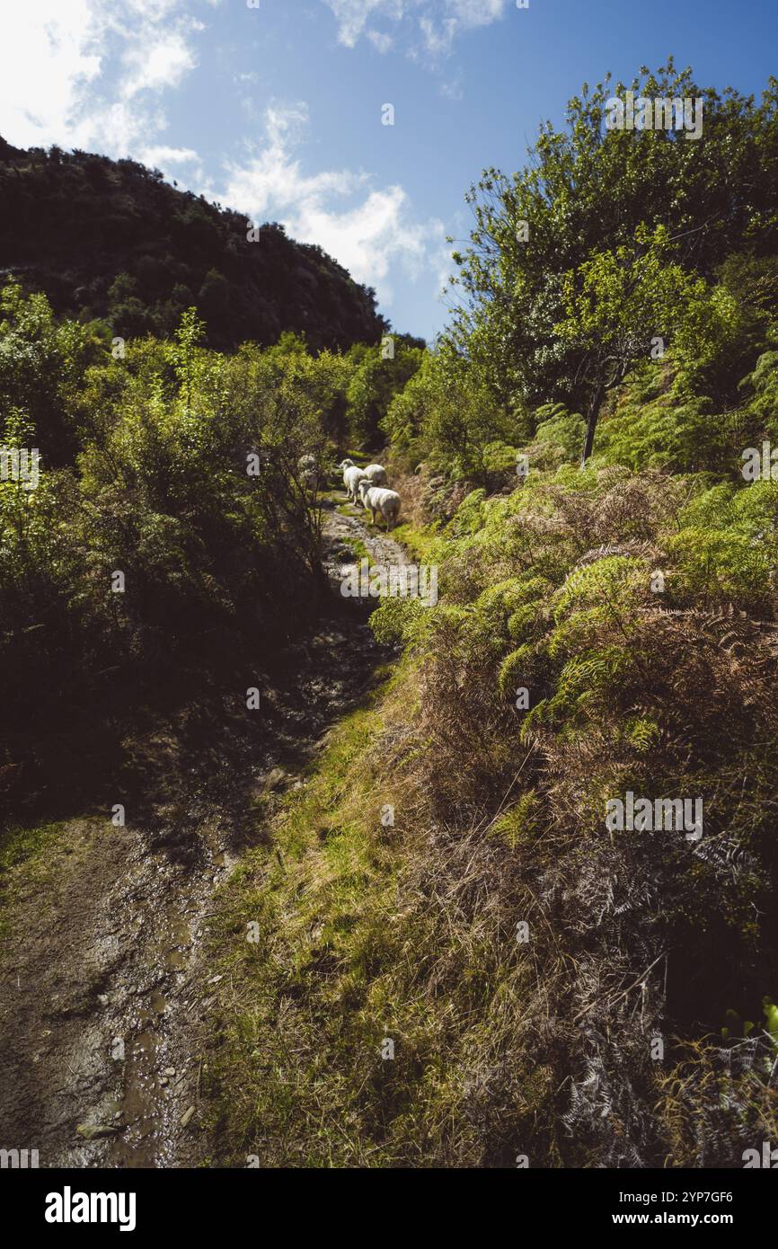A narrow path leads through lush greenery, lined with sheep, Wanaka ...