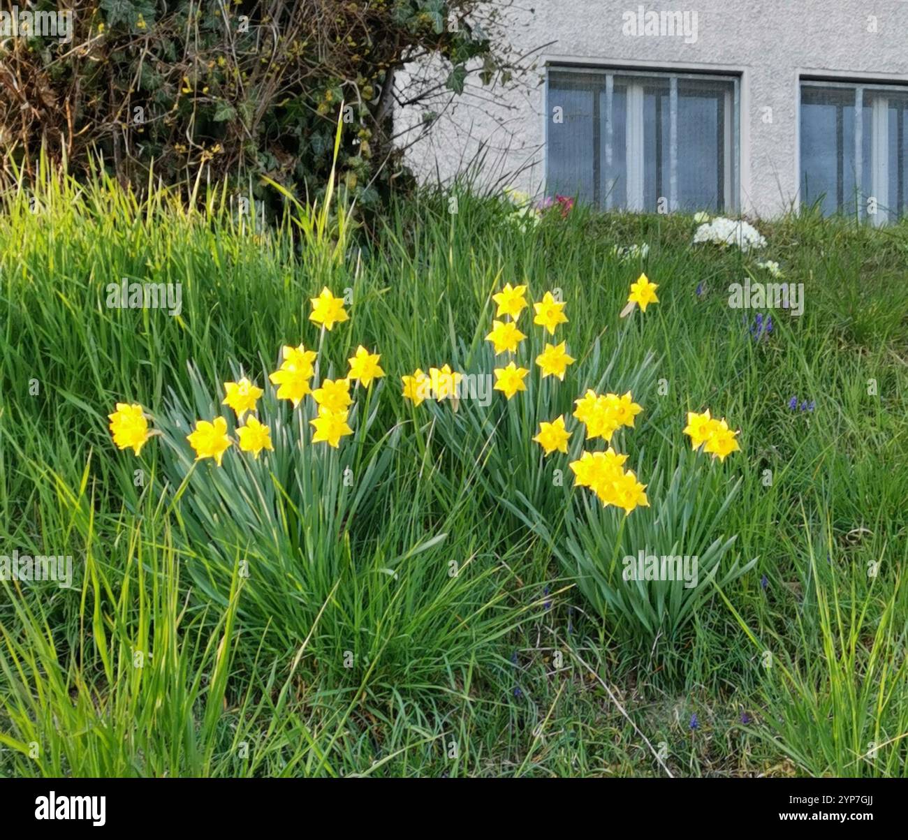 wild daffodil (Narcissus pseudonarcissus Stock Photo - Alamy