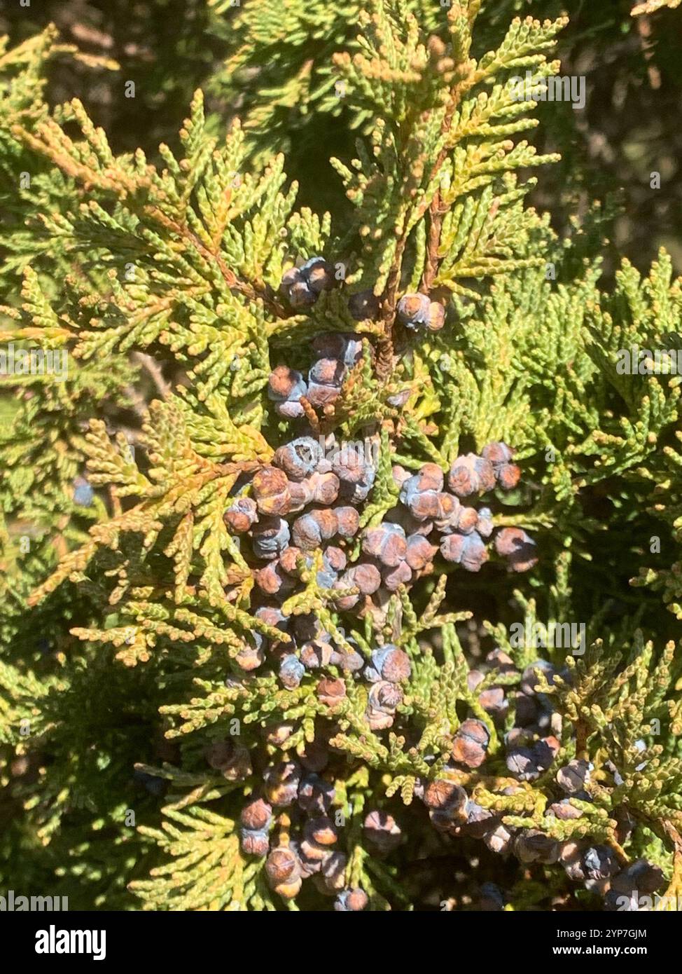 Seaside Juniper (Juniperus maritima Stock Photo - Alamy
