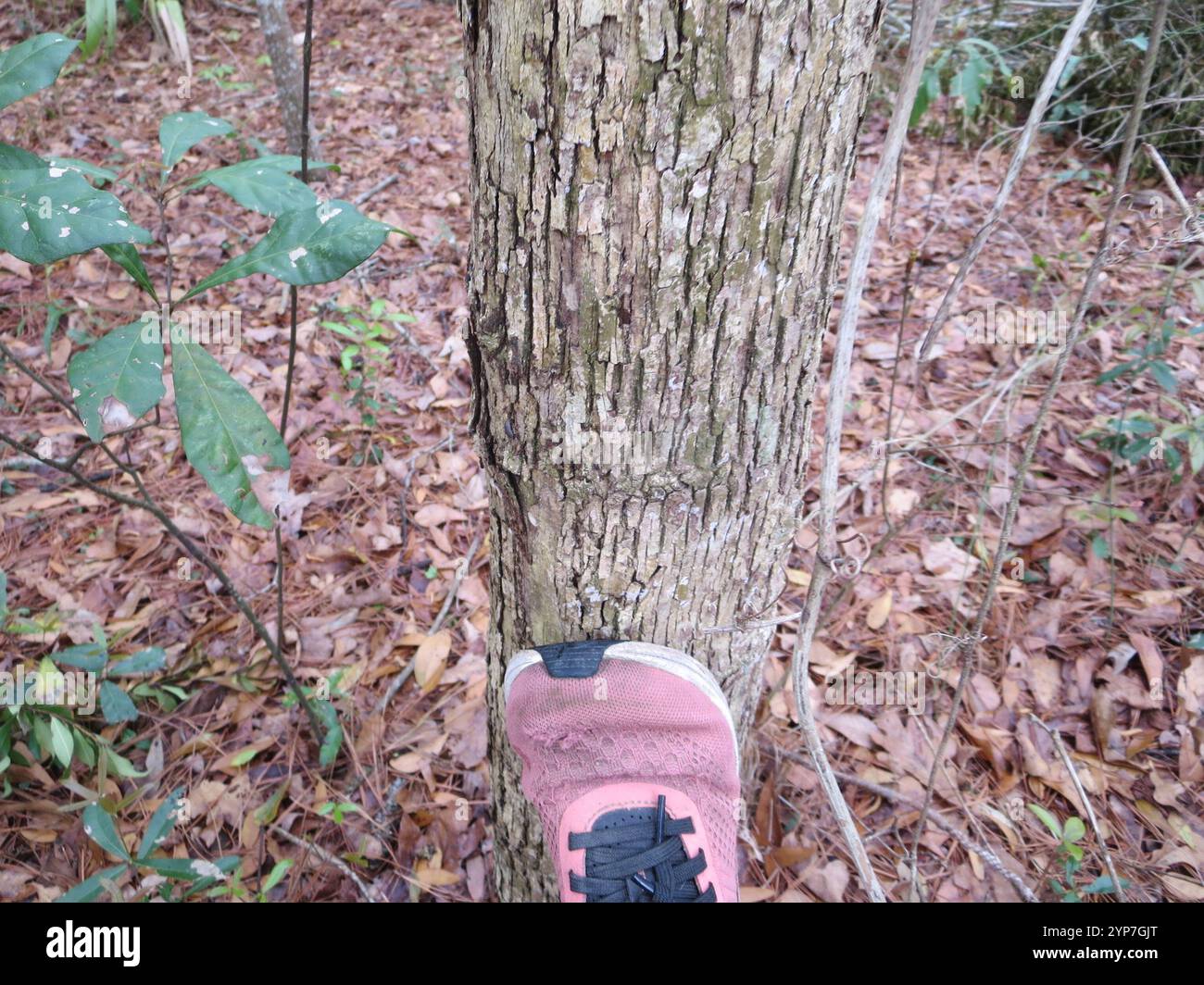 white oak (Quercus alba Stock Photo - Alamy
