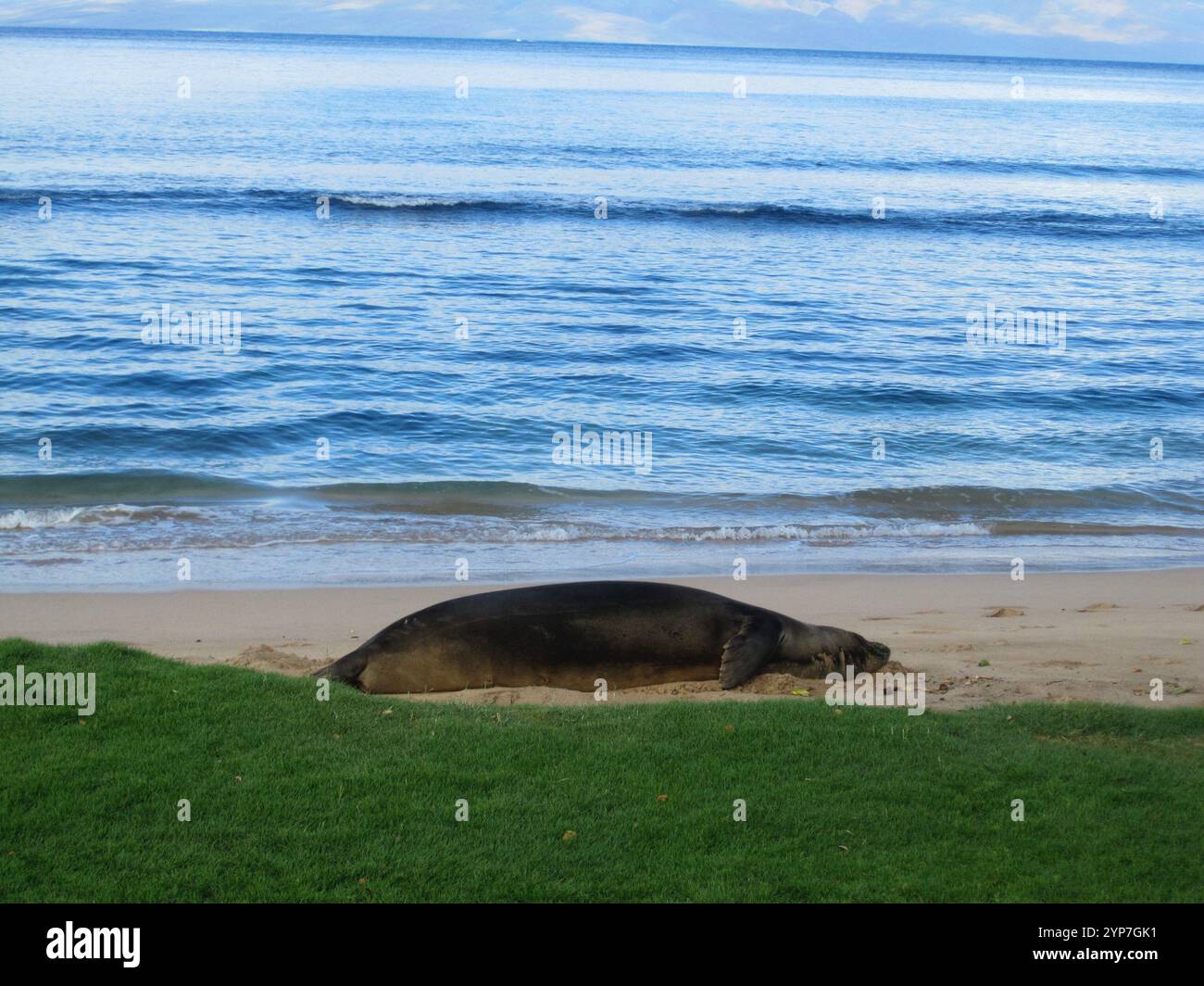 Hawaiian Monk Seal (Neomonachus schauinslandi Stock Photo - Alamy