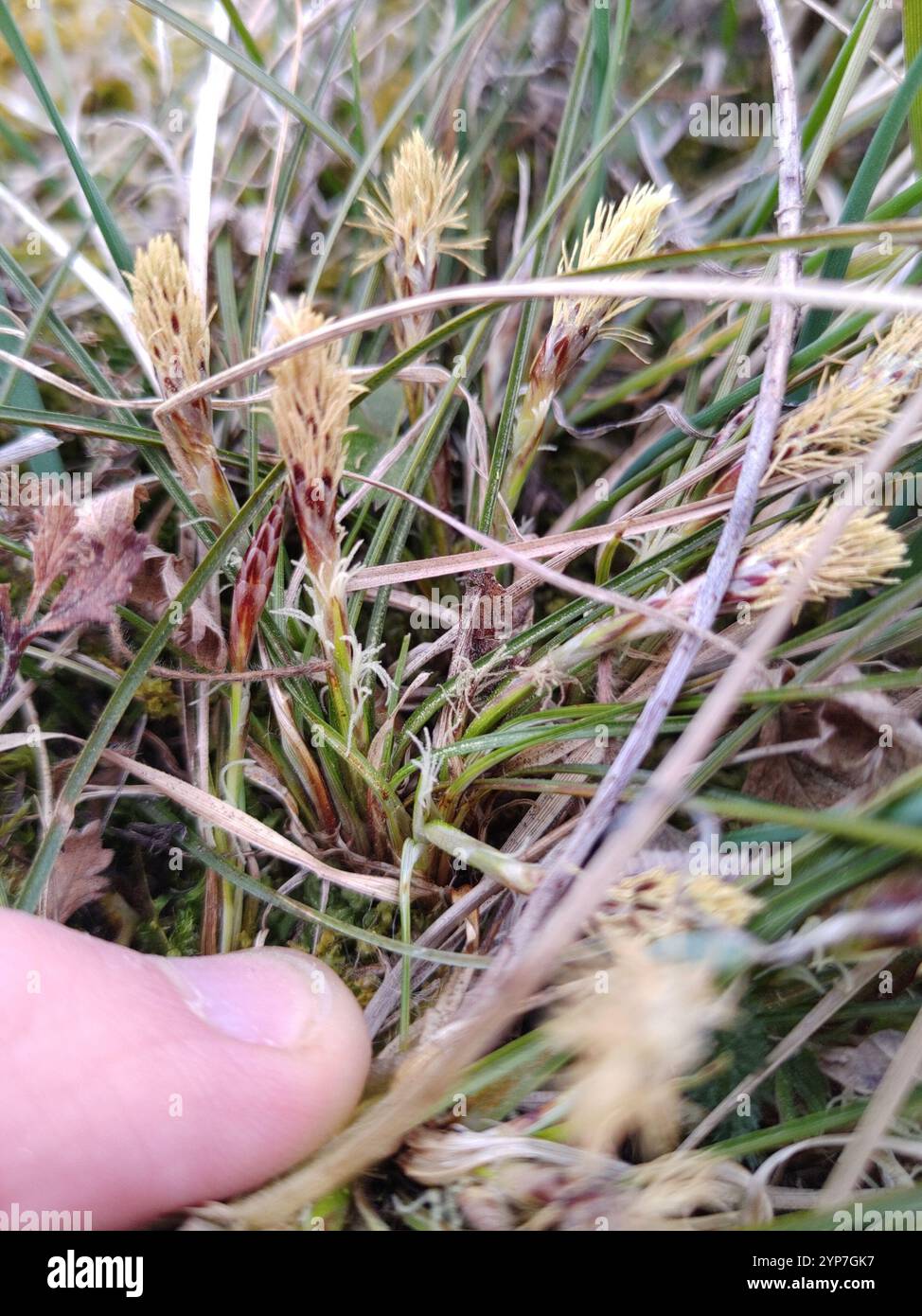 Dwarf Sedge (Carex humilis Stock Photo - Alamy