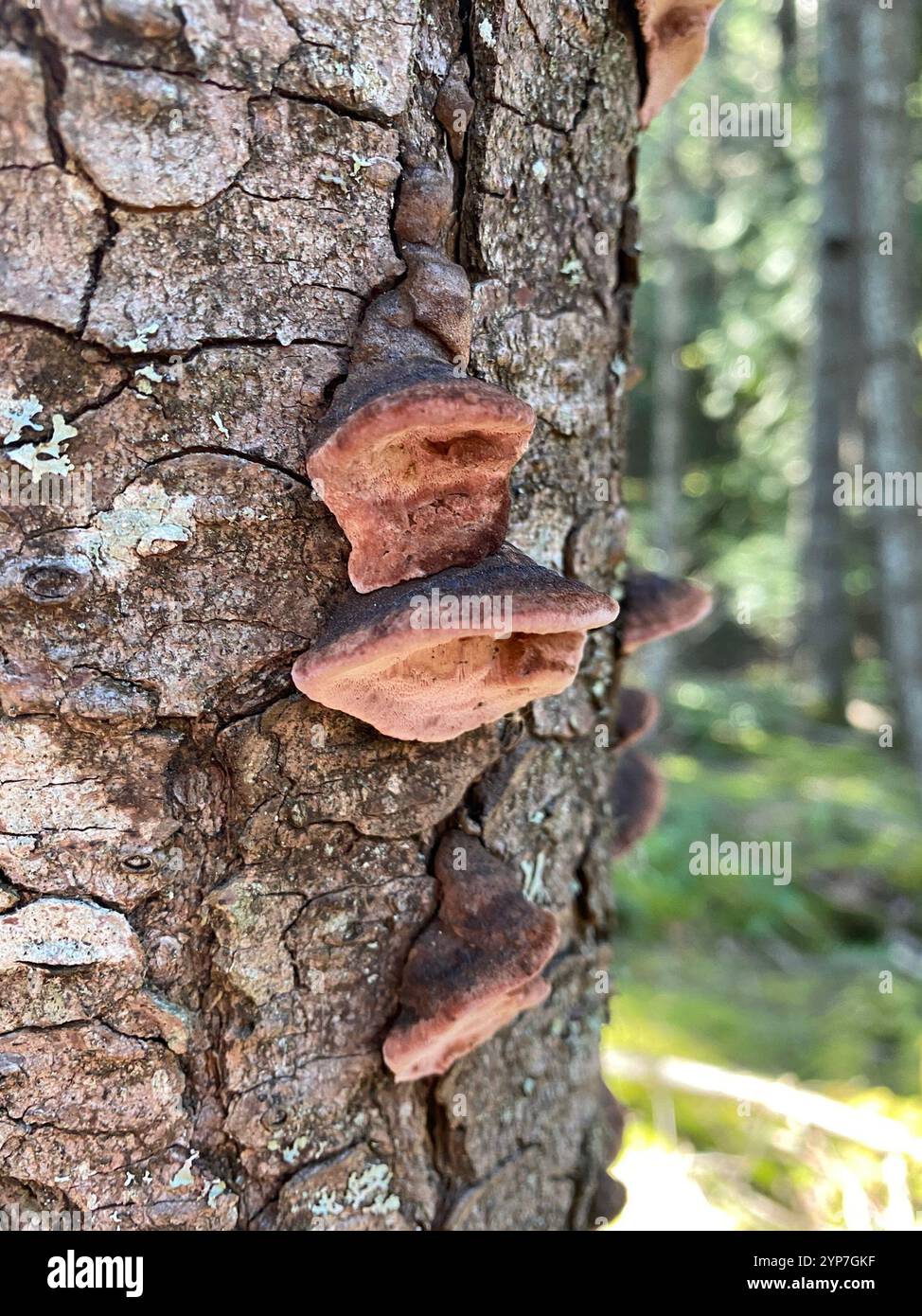 Rosy Conk (Fomitopsis cajanderi Stock Photo - Alamy