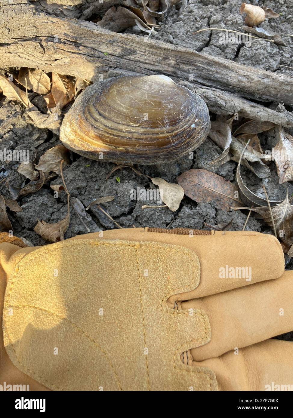 Pondhorn (Uniomerus tetralasmus Stock Photo - Alamy