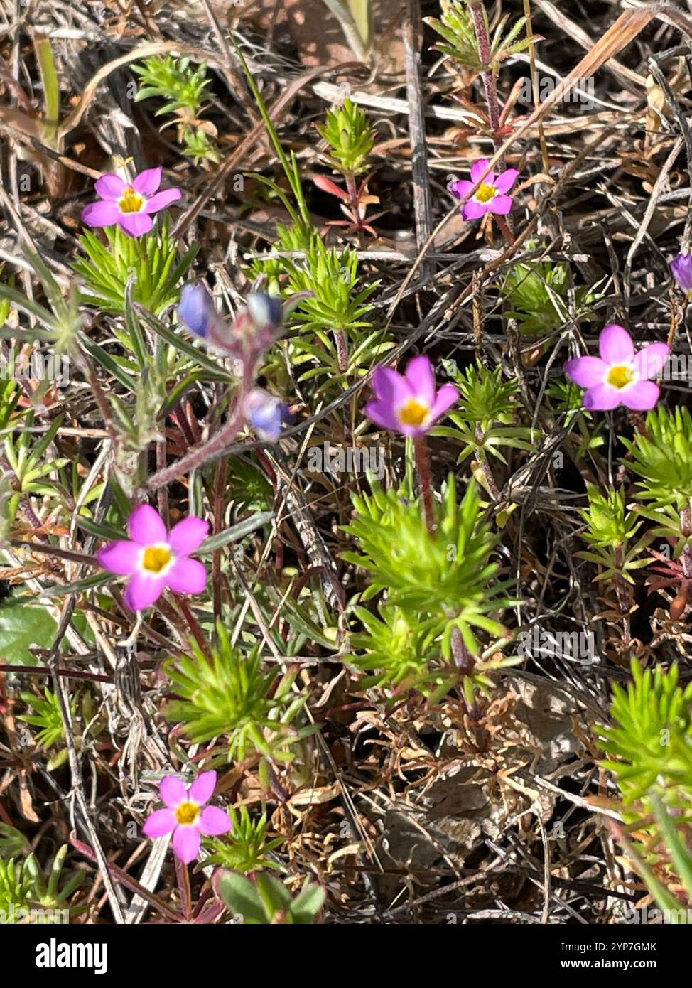 true babystars (Leptosiphon bicolor Stock Photo - Alamy
