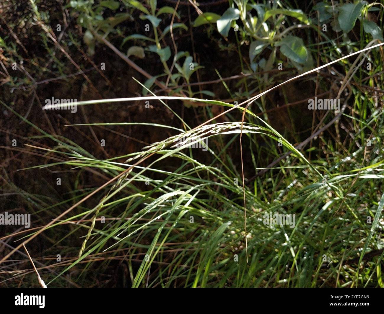 smallflower melicgrass (Melica imperfecta Stock Photo - Alamy