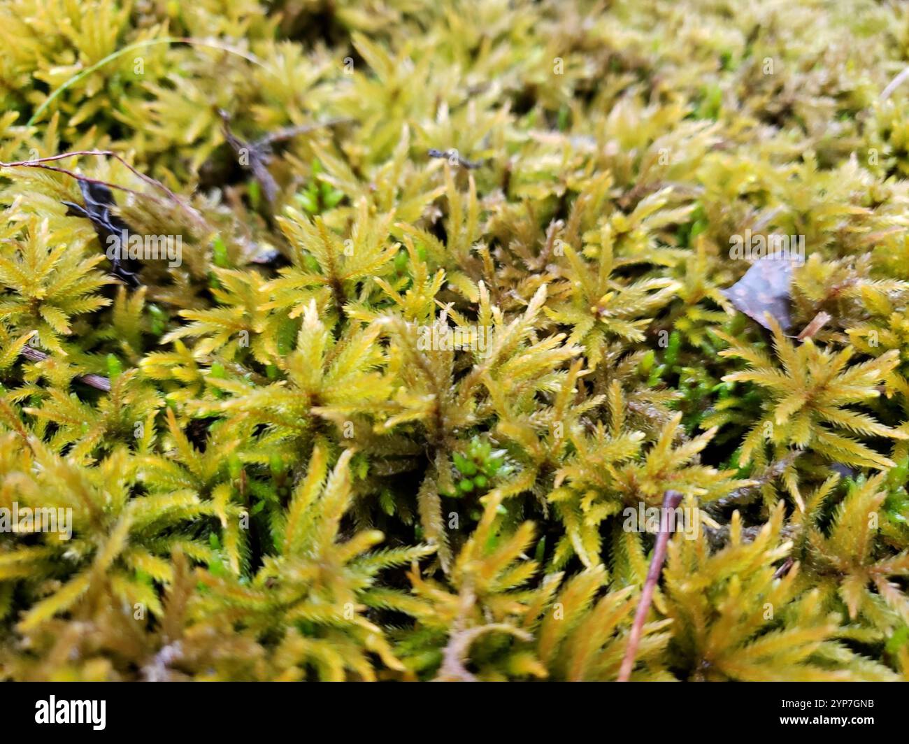 American Tree Moss (Climacium americanum Stock Photo - Alamy
