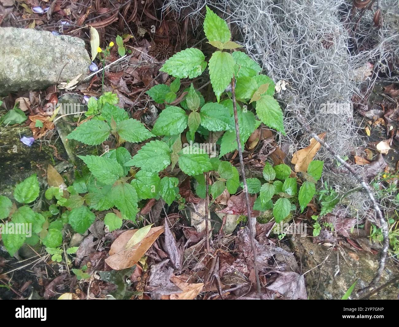 nettle family (Urticaceae Stock Photo - Alamy