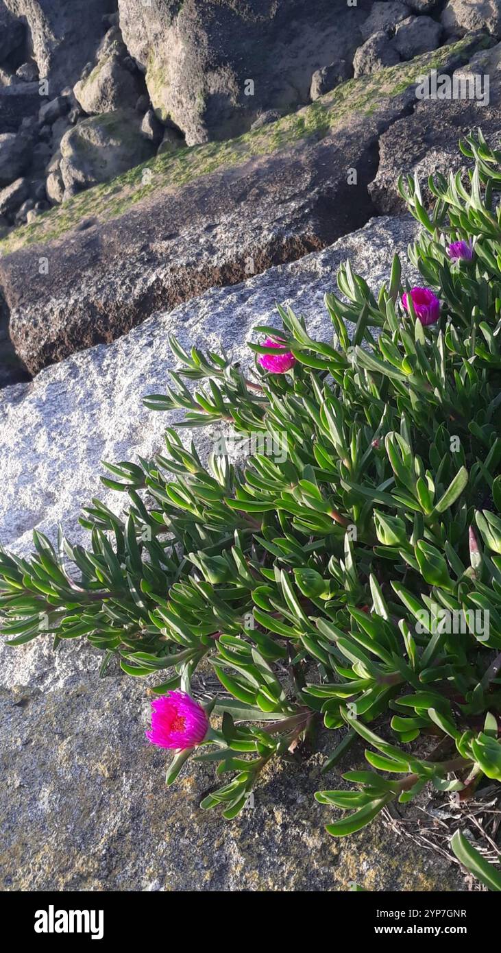 Sally-my-handsome (Carpobrotus acinaciformis Stock Photo - Alamy