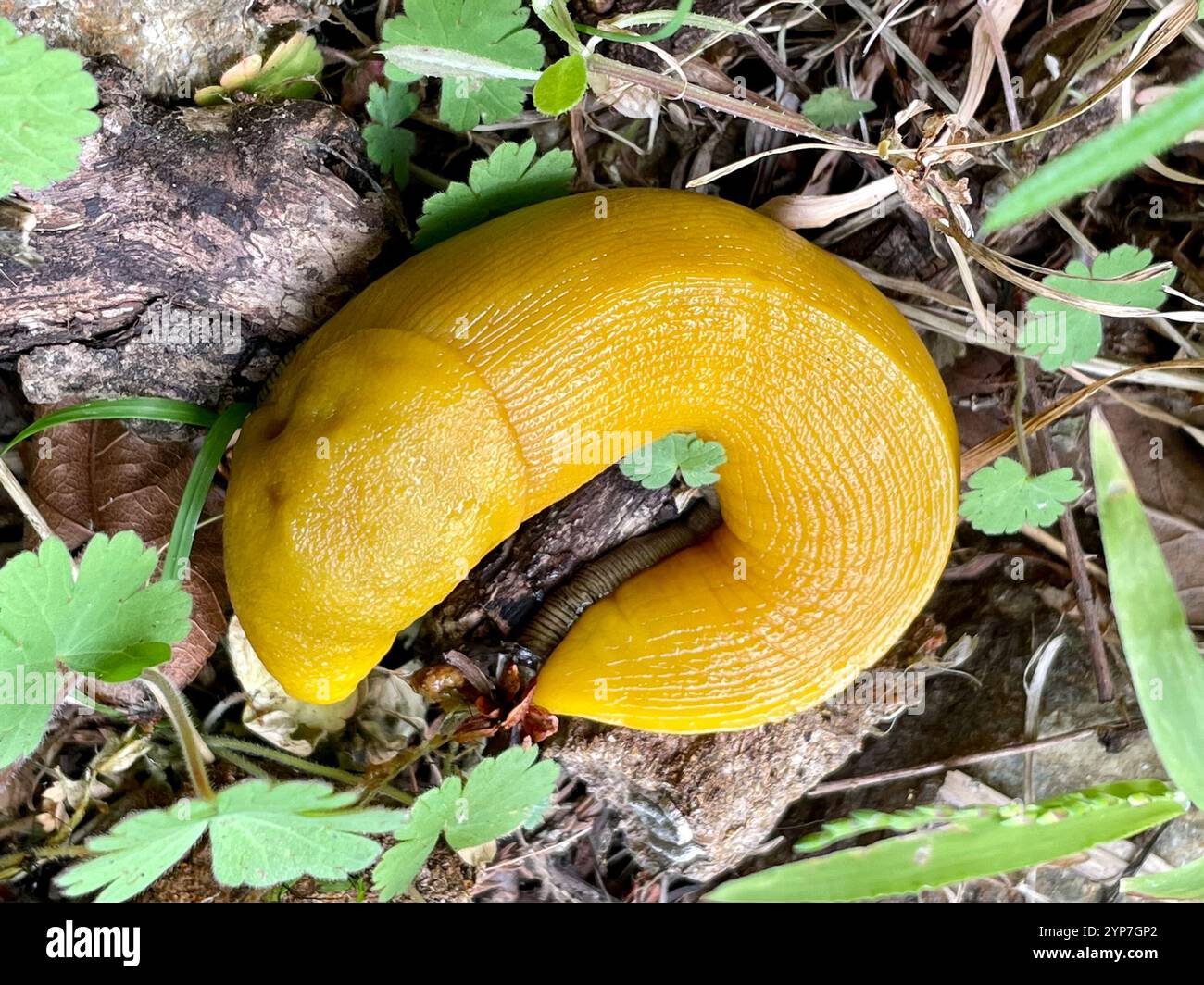 Southern Pacific Banana Slug (Ariolimax stramineus Stock Photo - Alamy