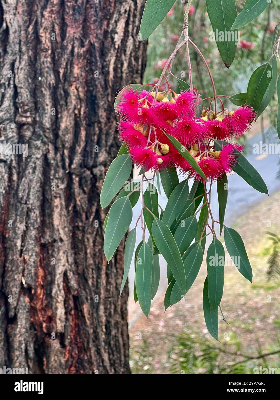 Peruvian Pepper Tree (Schinus molle Stock Photo - Alamy