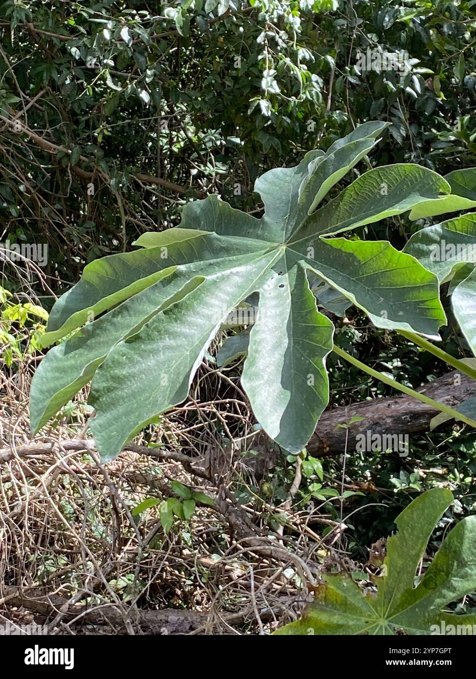 trumpet tree (Cecropia peltata Stock Photo - Alamy