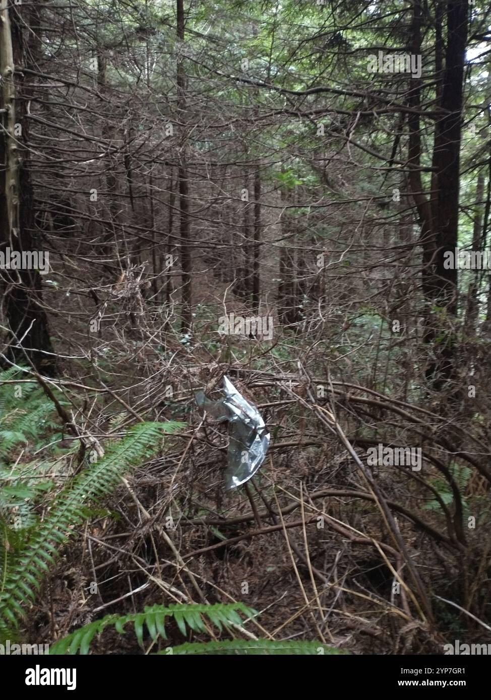 coast redwood (Sequoia sempervirens Stock Photo - Alamy