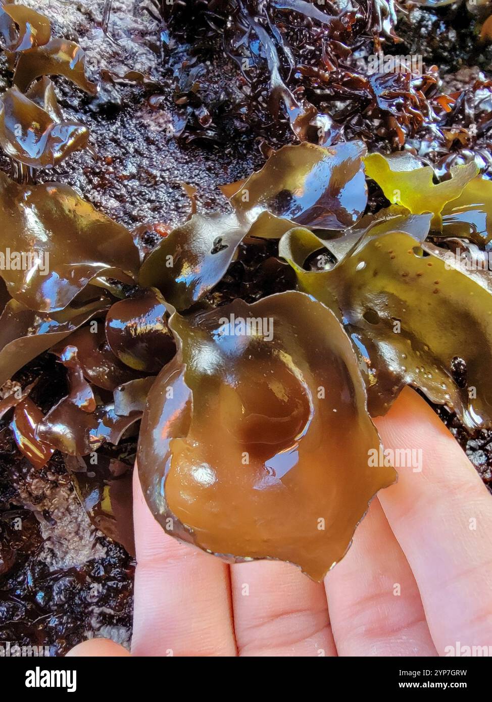 Iridescent Algae (Mazzaella Stock Photo - Alamy