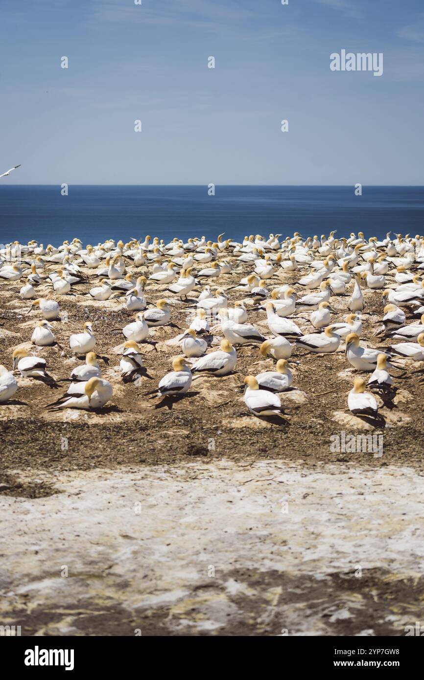 Large group of birds on a rock by the sea, Napier, New Zealand, Oceania ...