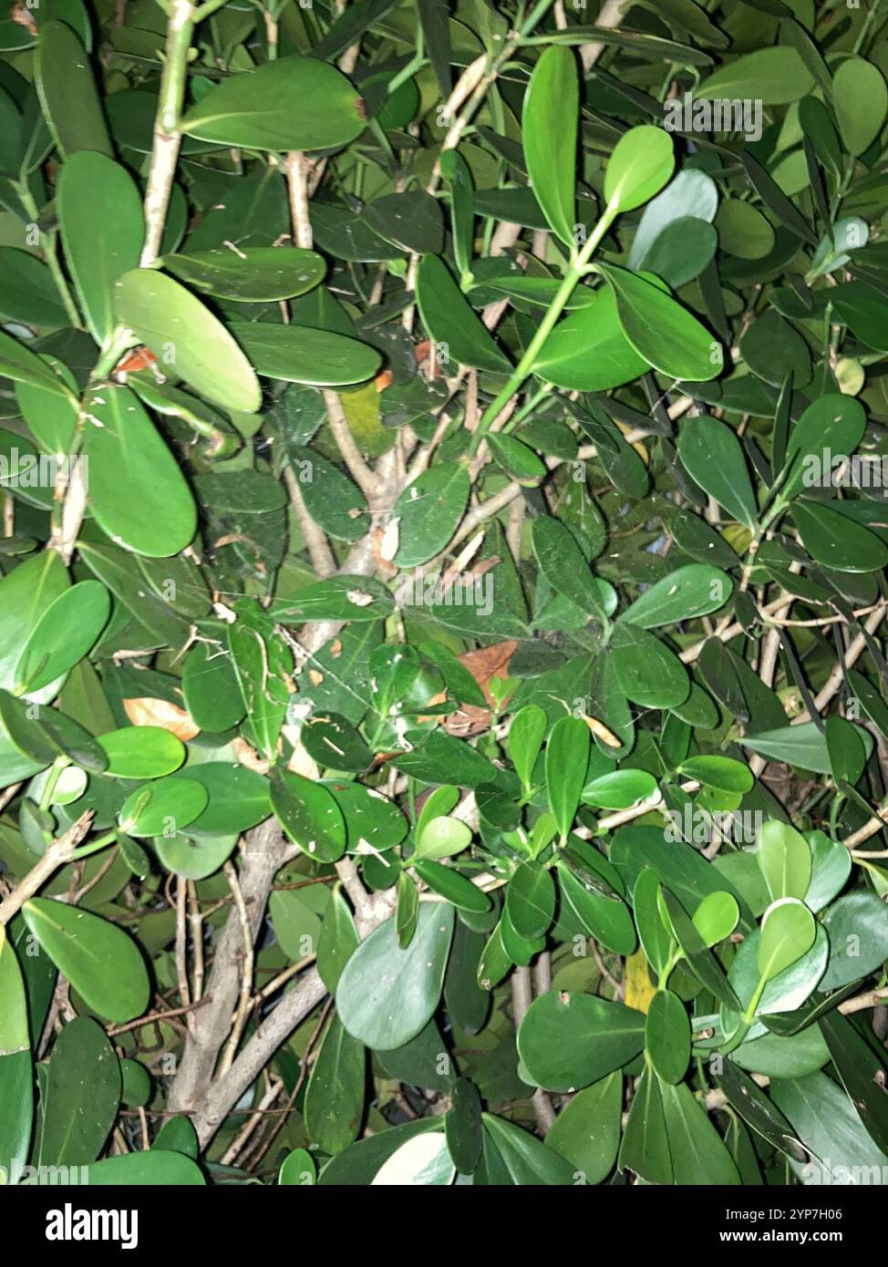 Tropical Tent-web Spider (Cyrtophora citricola Stock Photo - Alamy