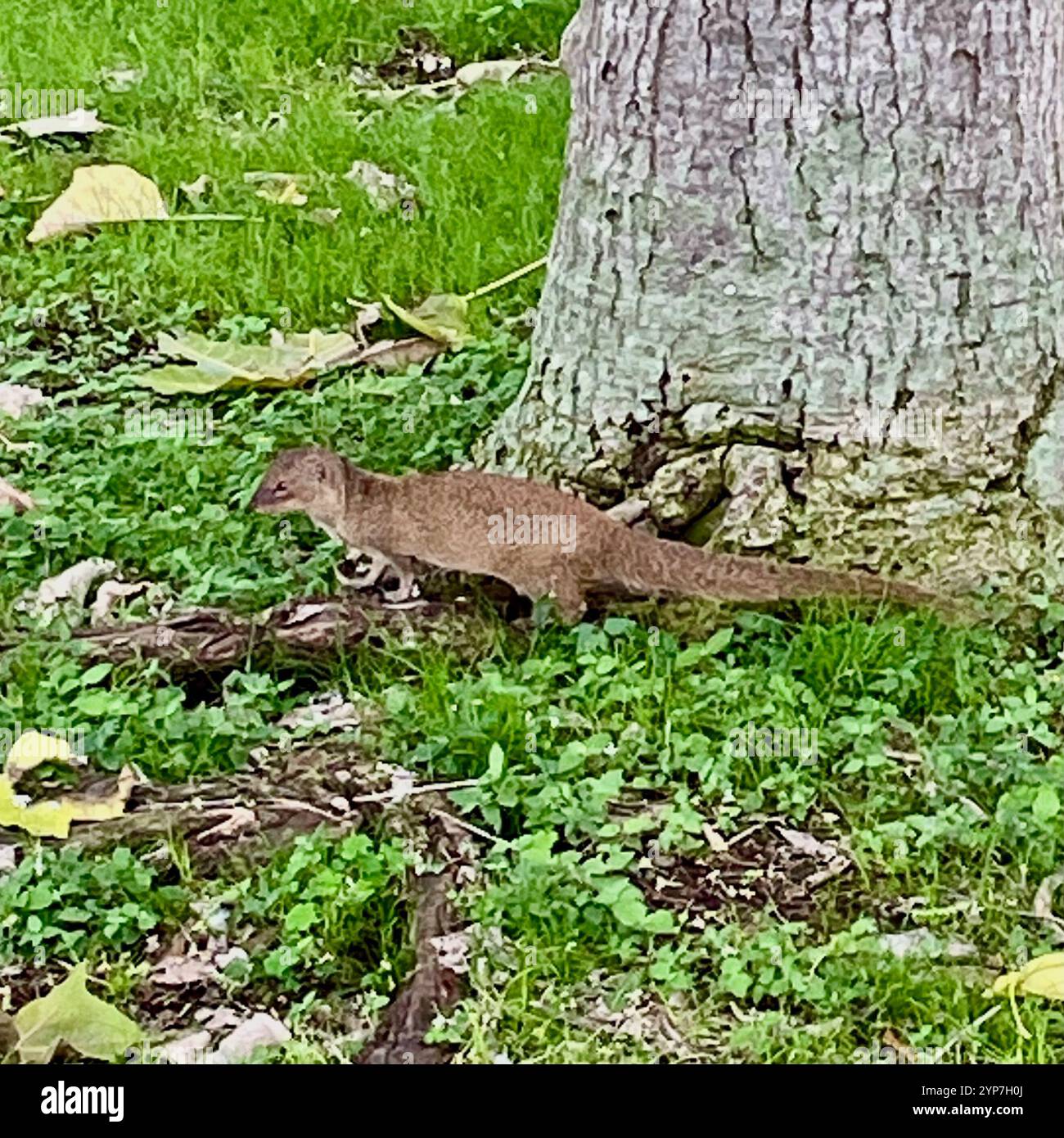 Small Indian Mongoose (Urva auropunctata Stock Photo - Alamy