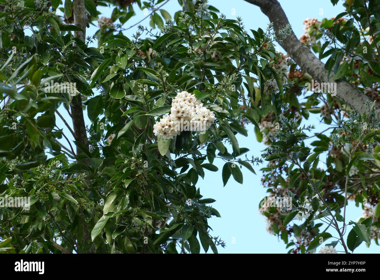 Spanish Elm (Cordia gerascanthus Stock Photo - Alamy