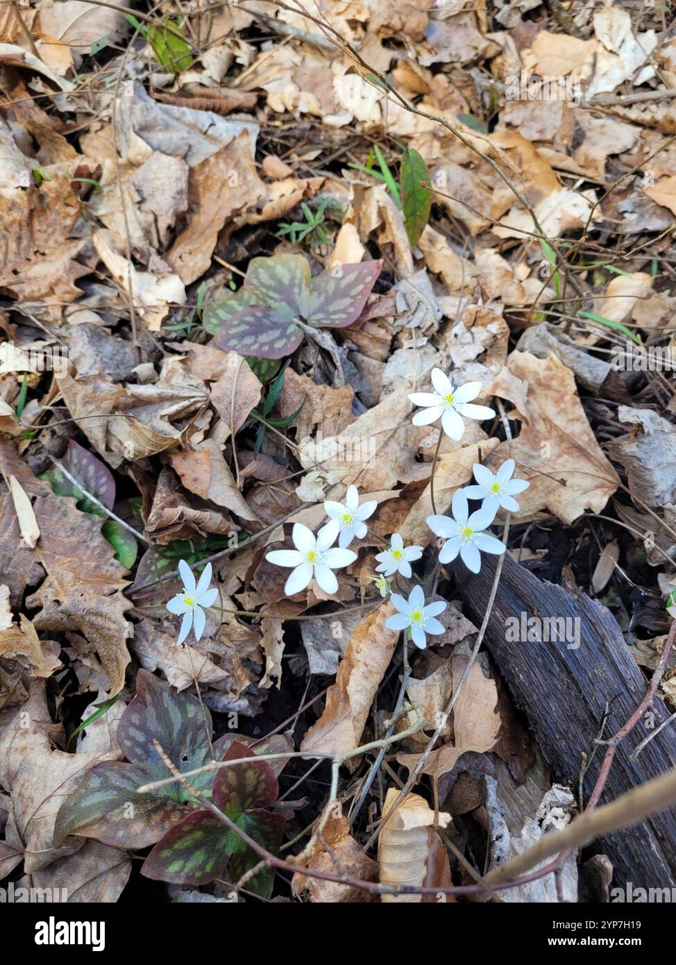 sharp-lobed hepatica (Hepatica acutiloba Stock Photo - Alamy