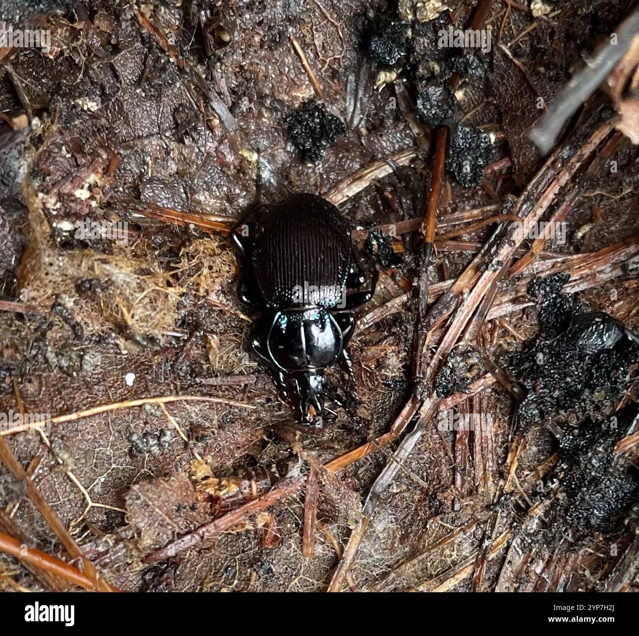 Small Snail-eating Beetles (Sphaeroderus Stock Photo - Alamy