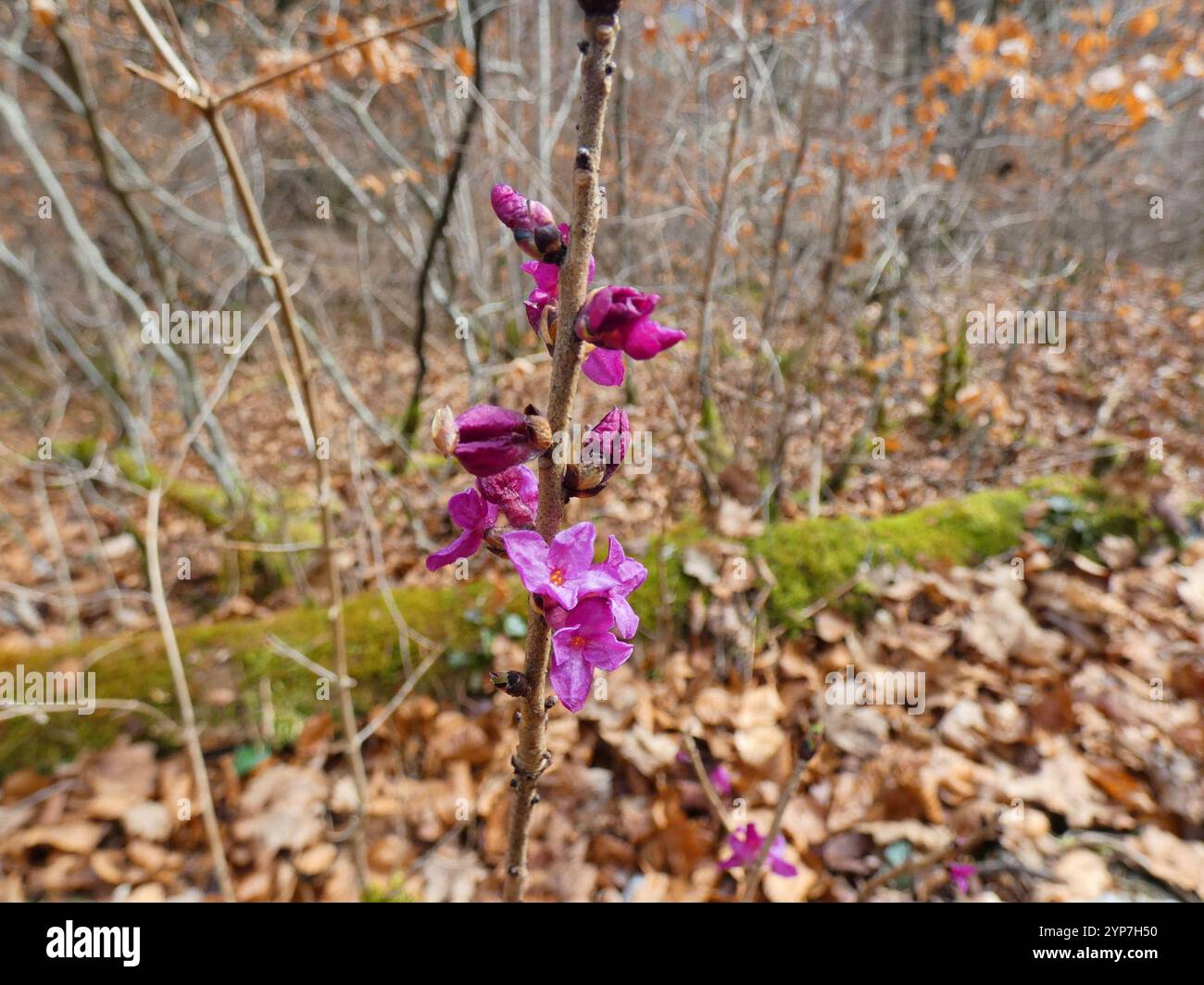 Mezereon (Daphne mezereum Stock Photo - Alamy