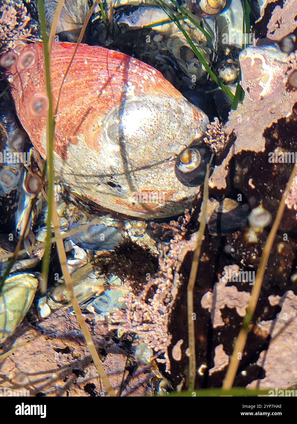 Red Abalone (Haliotis rufescens Stock Photo - Alamy