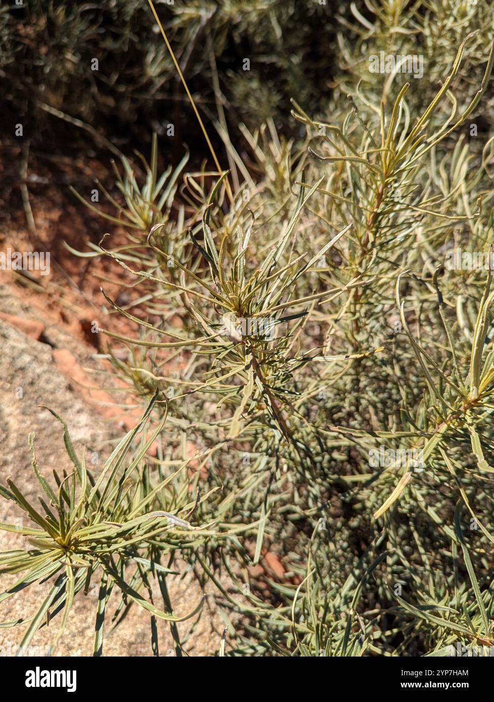 narrow-leaved yerba santa (Eriodictyon angustifolium Stock Photo - Alamy