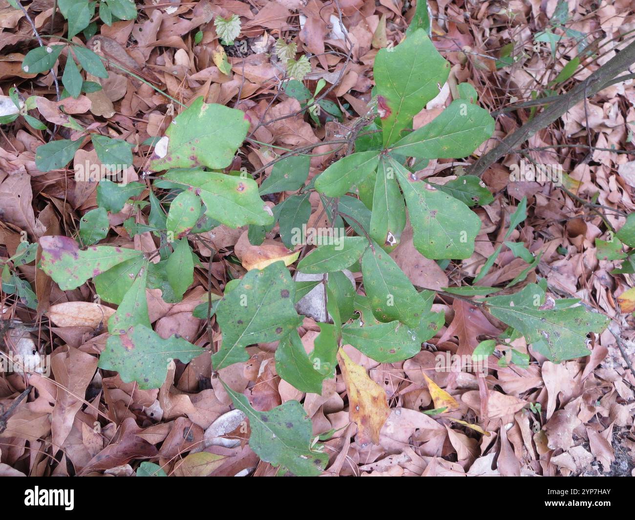 water oak (Quercus nigra Stock Photo - Alamy