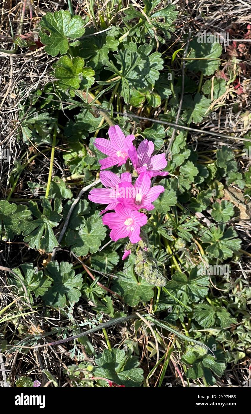 Sidalcea malviflora hi-res stock photography and images - Alamy