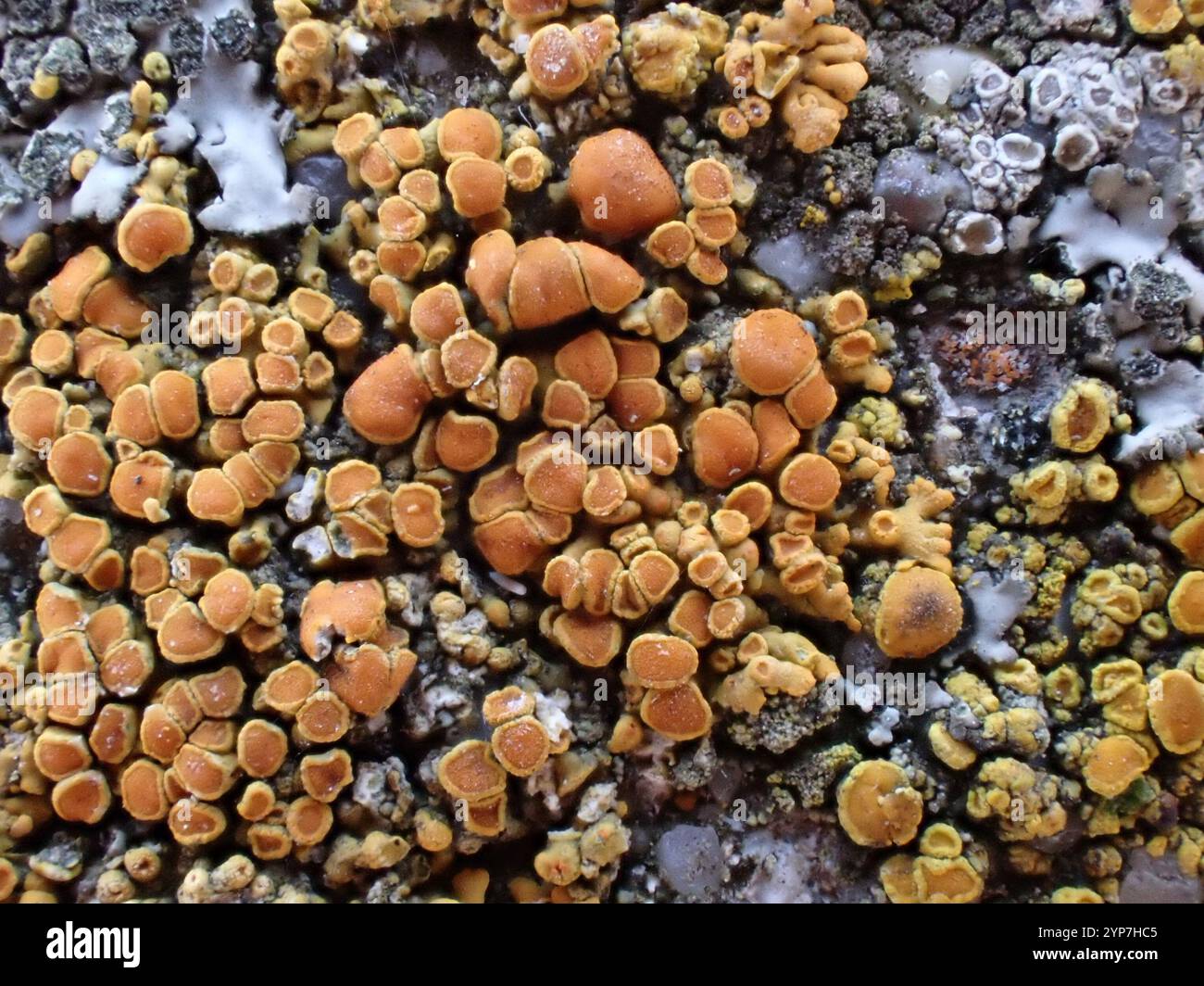 common lichens (Lecanoromycetes Stock Photo - Alamy