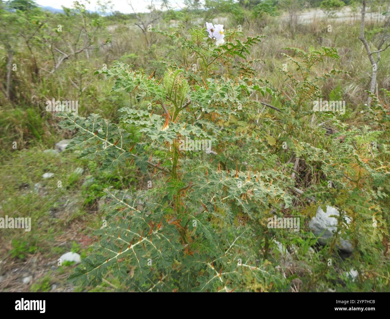 Red Buffalo-bur (Solanum sisymbriifolium Stock Photo - Alamy