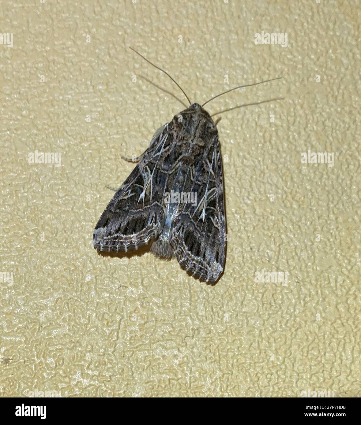 Spodoptera litura hi-res stock photography and images - Alamy