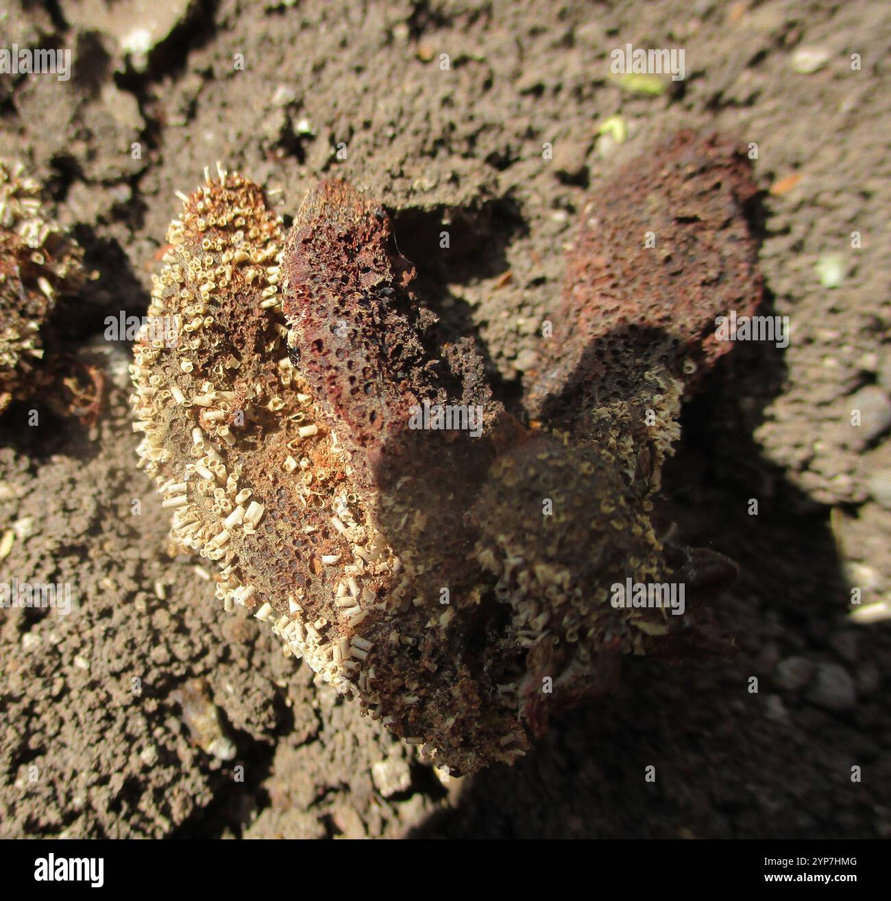 Paperbark Gall Fungus (Cephalotelium evansii Stock Photo - Alamy