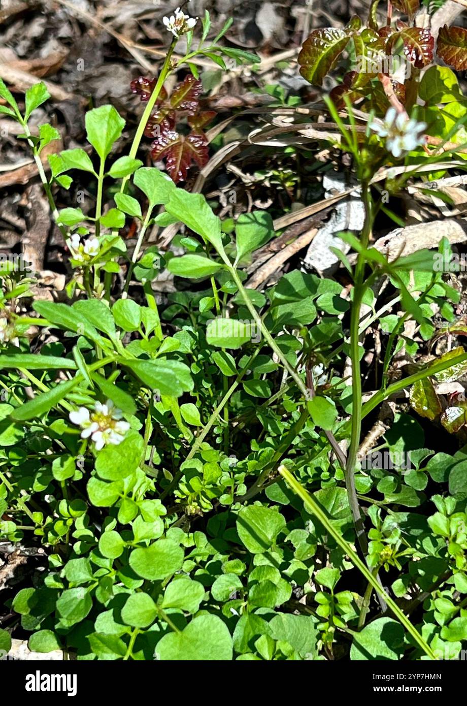 hairy bittercress (Cardamine hirsuta Stock Photo - Alamy