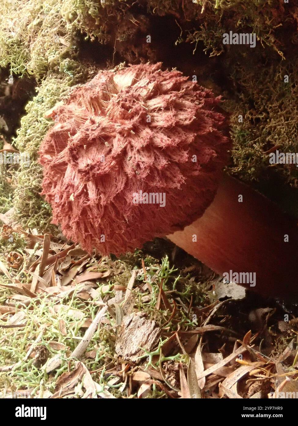 Boletellus emodensis hi-res stock photography and images - Alamy