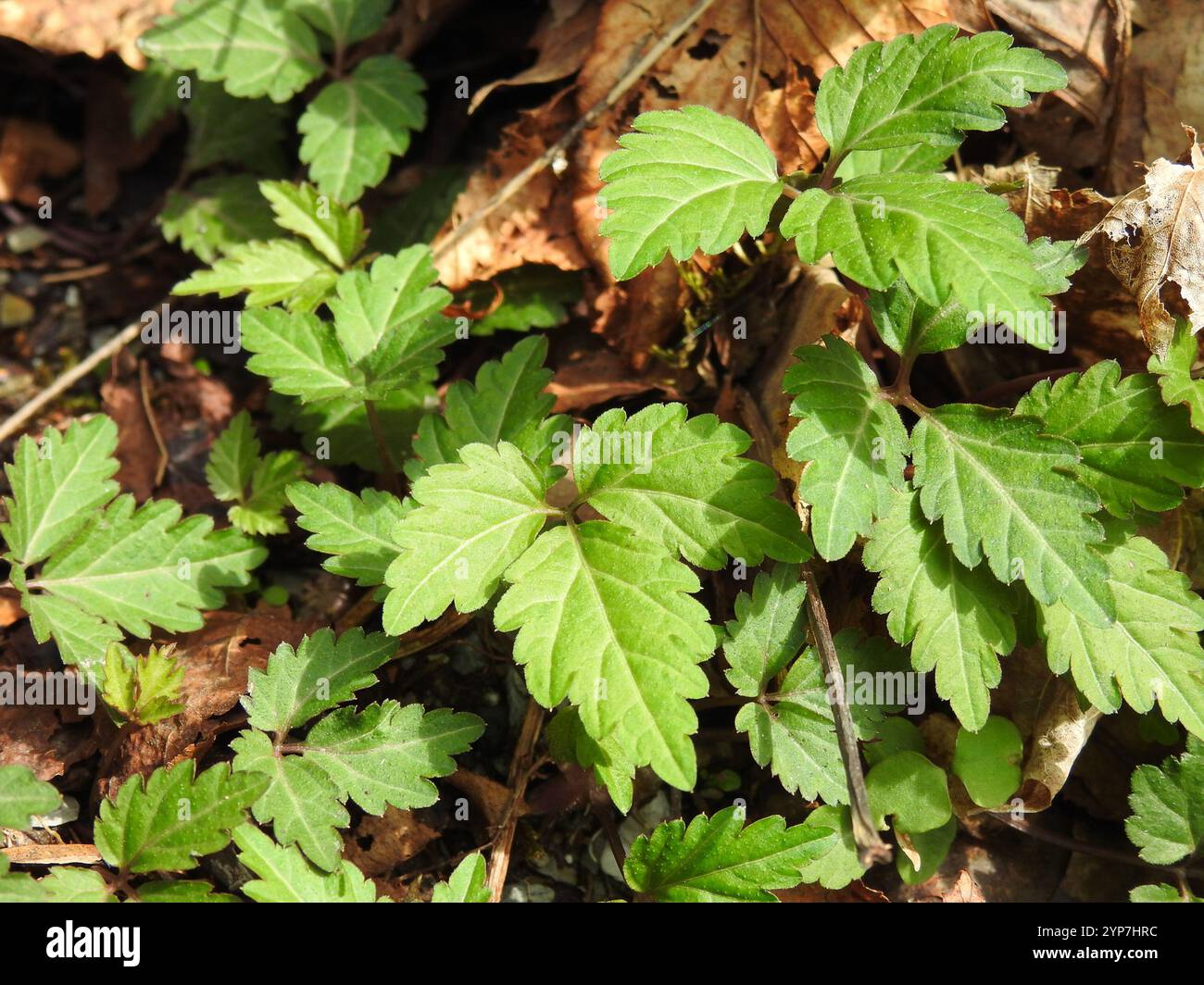 Two-leaved Toothwort (Cardamine diphylla Stock Photo - Alamy
