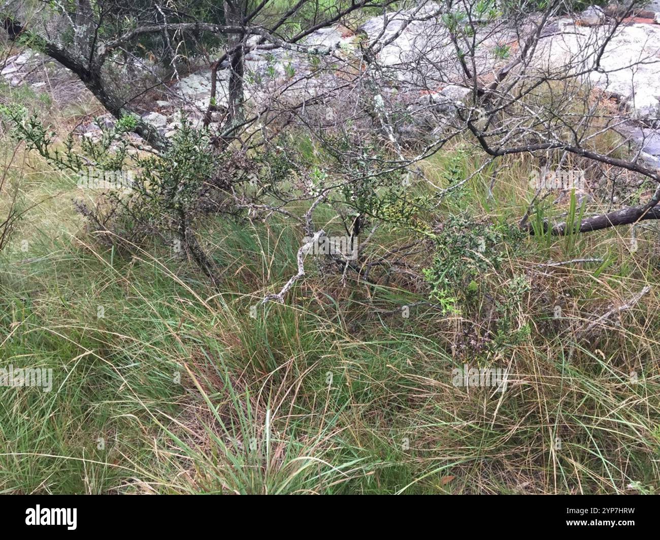 Anchor plant (Colletia paradoxa Stock Photo - Alamy