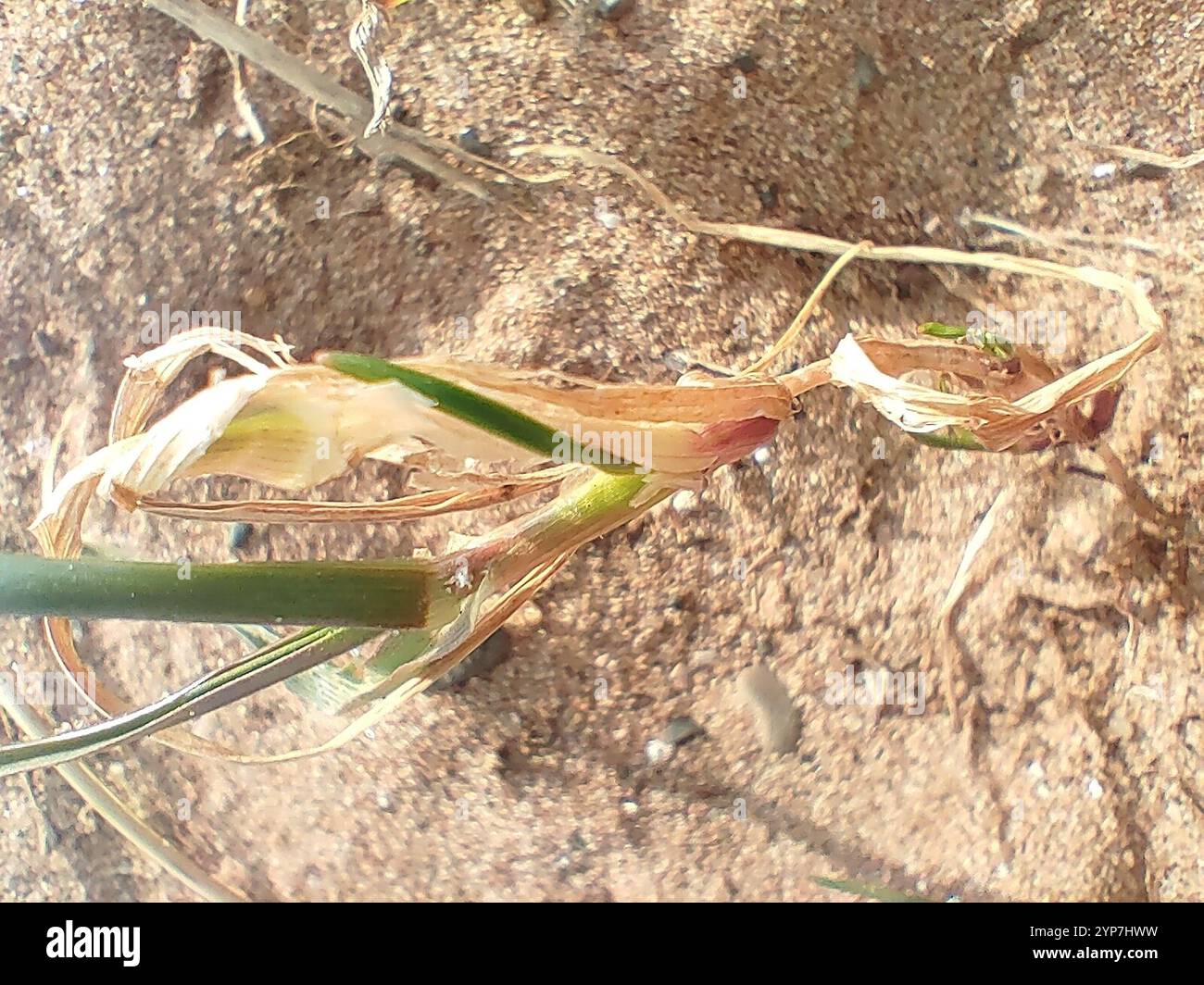 Sheeps fescue hi-res stock photography and images - Alamy
