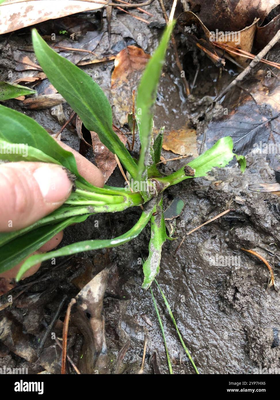 sharpwing monkeyflower (Mimulus alatus Stock Photo - Alamy
