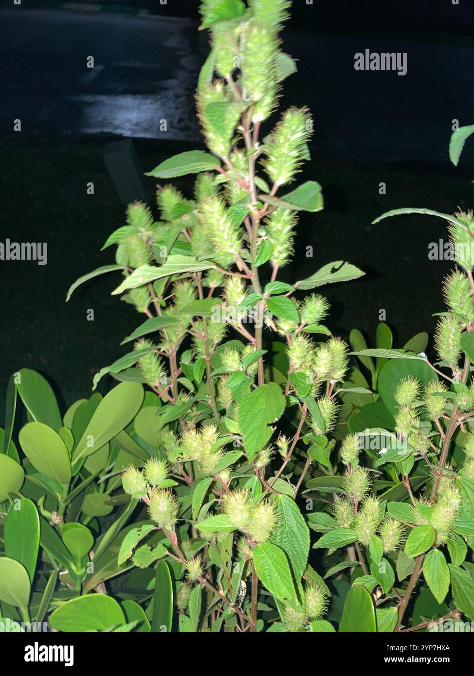 Field Copperleaf (Acalypha arvensis Stock Photo - Alamy
