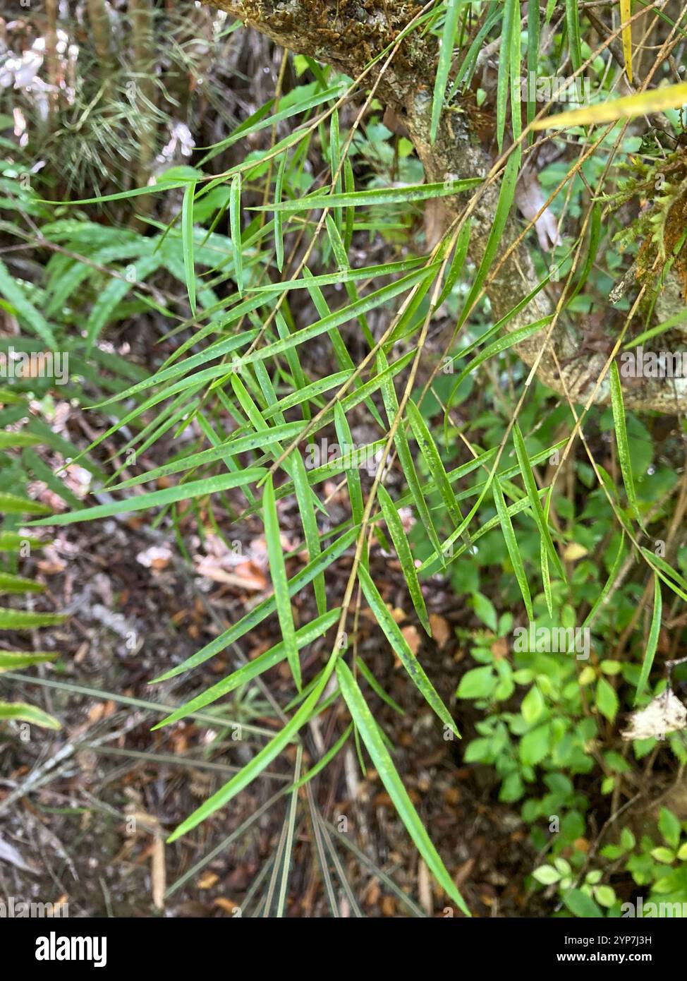 Winika (Dendrobium cunninghamii Stock Photo - Alamy