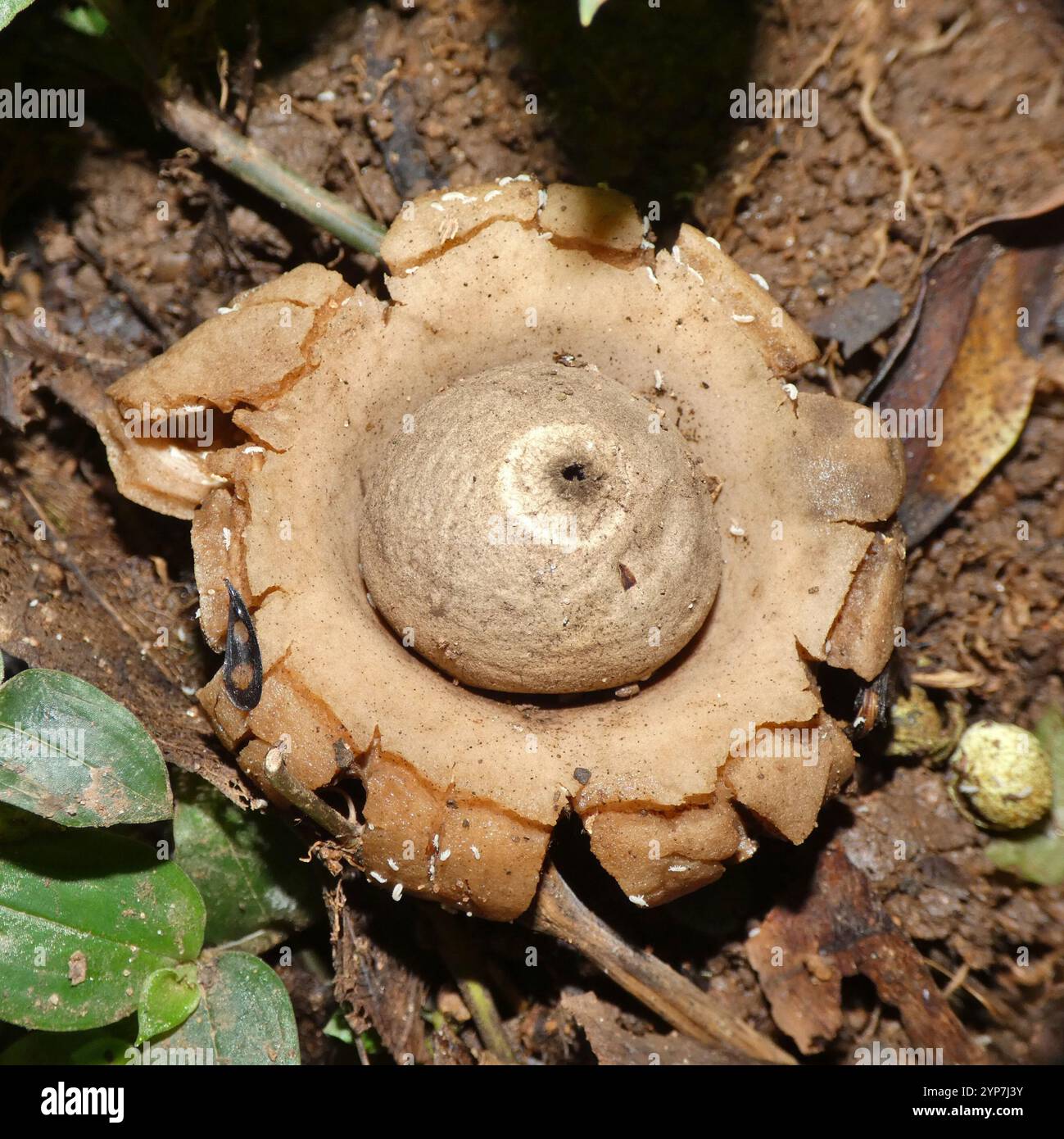rounded earthstar (Geastrum saccatum Stock Photo - Alamy