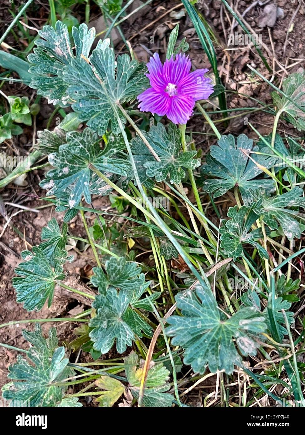 checkerbloom (Sidalcea malviflora Stock Photo - Alamy